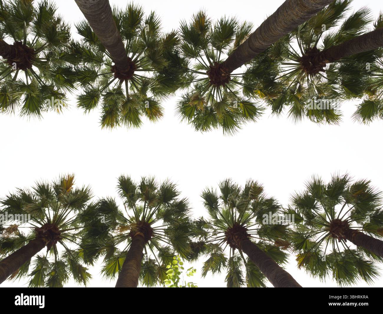 Framing palm trees stretch upward on both sides into a white cloudy sky ...