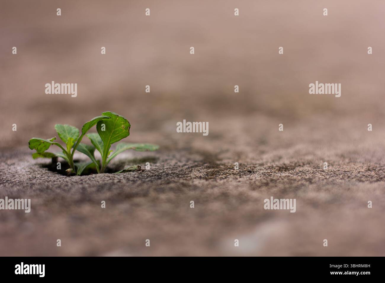 A single green seedling sprouting and growing through a crack in the ...