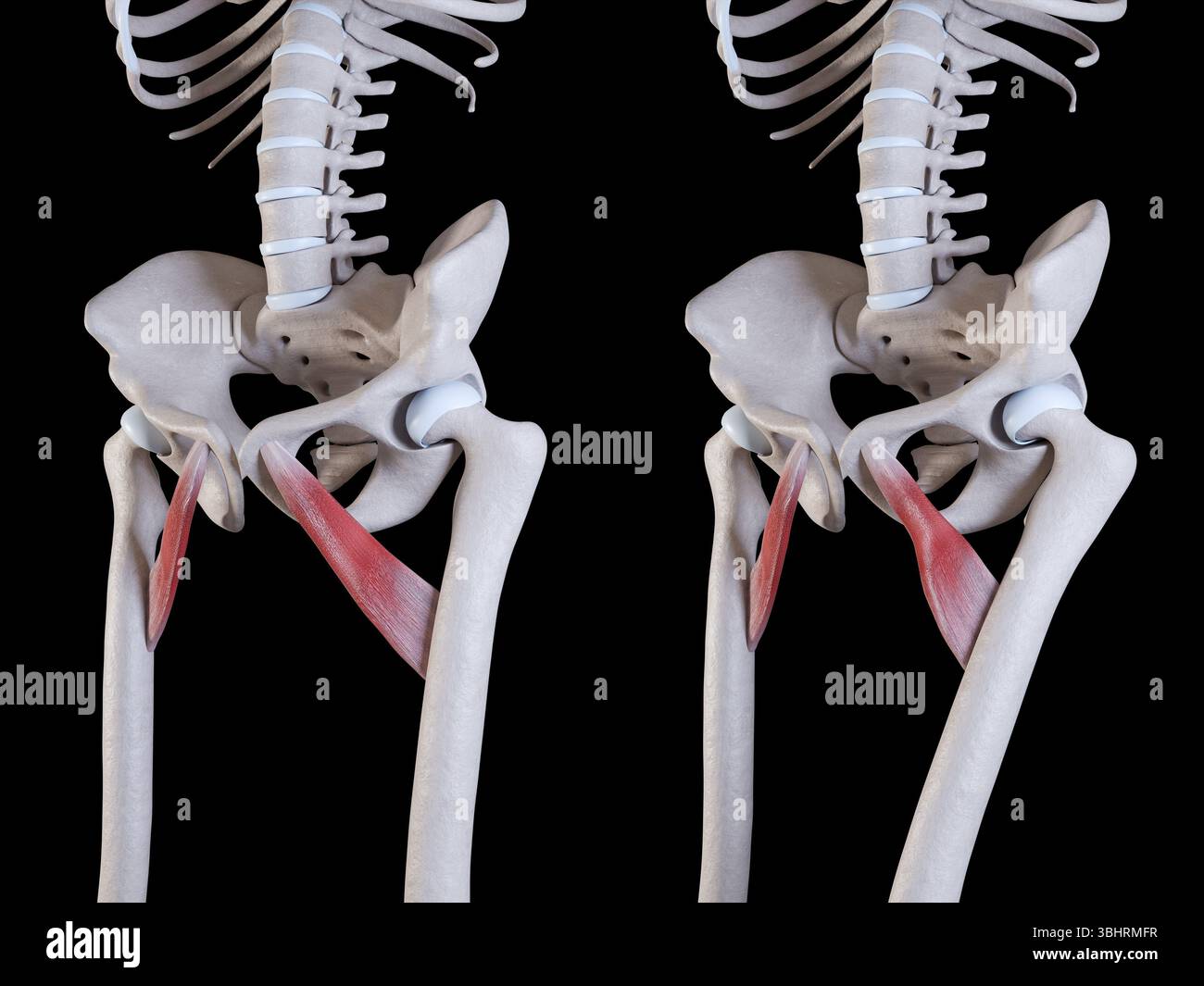 Thigh adductor muscles hi-res stock photography and images - Alamy