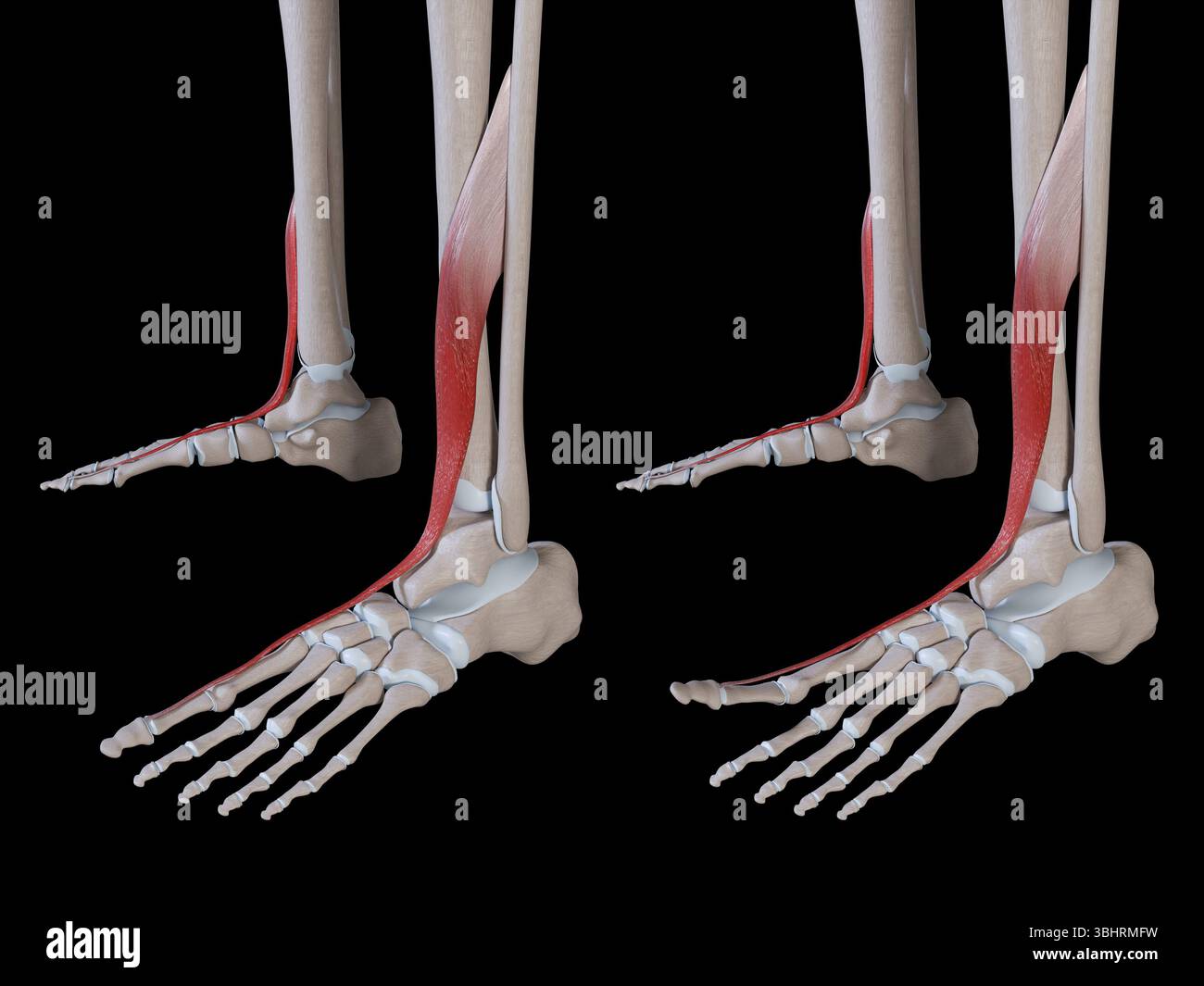 This 3d illustration shows the extensor hallucis longus muscle movement ...