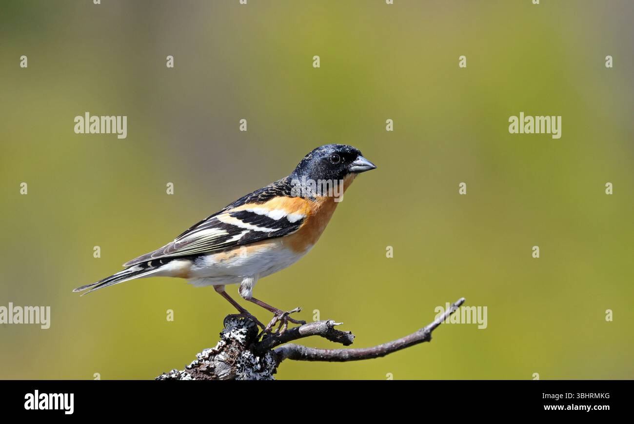Brambling male in breeding plumage green clean background Stock Photo ...