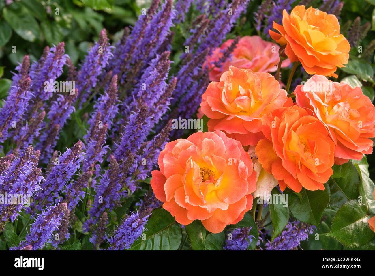 Rose Orangerie und blühender Steppen-Salbei *** Rose orangery and ...