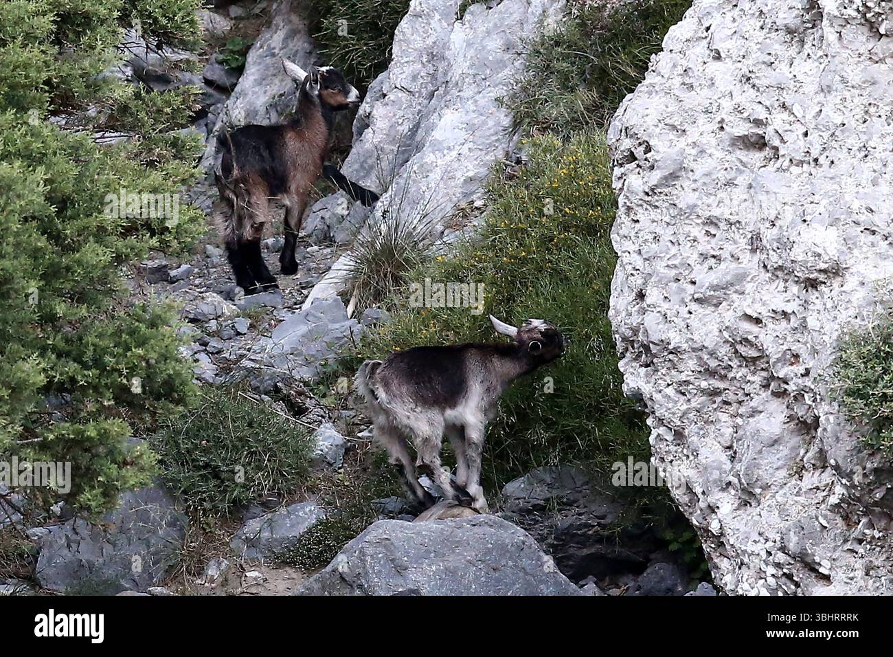 05.06.2025 , xsvx, Reise Urlaub, Griechenland Kreta emwir, v.l. Symbolbild frei lebende wilde ...