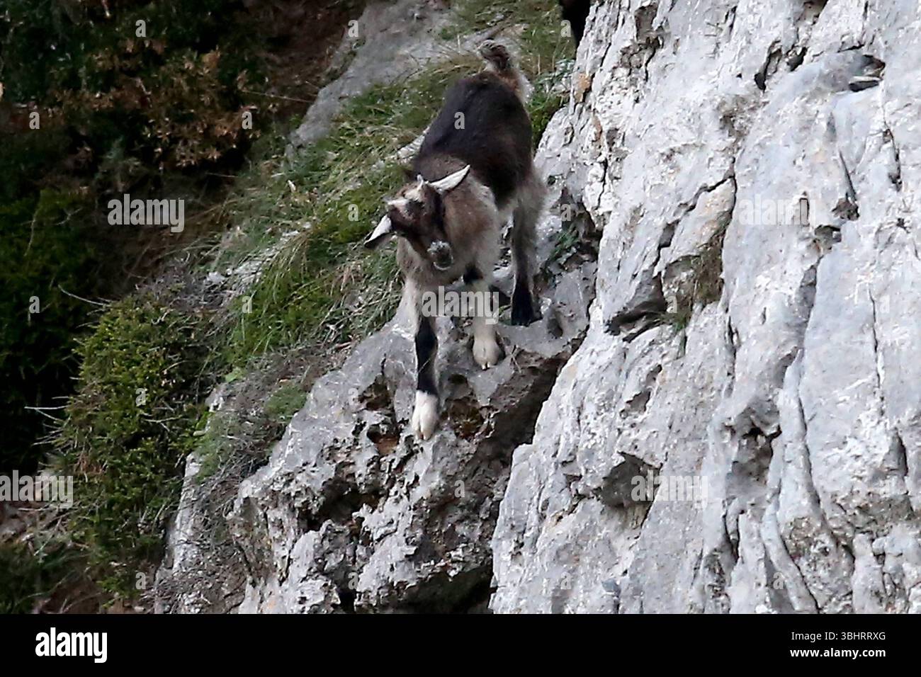 05.06.2025 , xsvx, Reise Urlaub, Griechenland Kreta emwir, v.l. Symbolbild frei lebende wilde ...