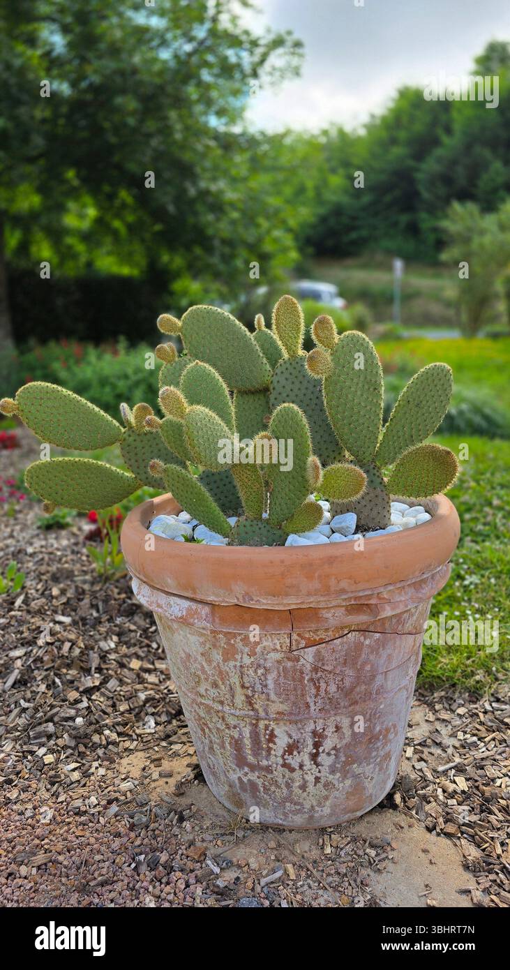 Big green cactus Opuntia or prickly pear cactus with flat branches ...