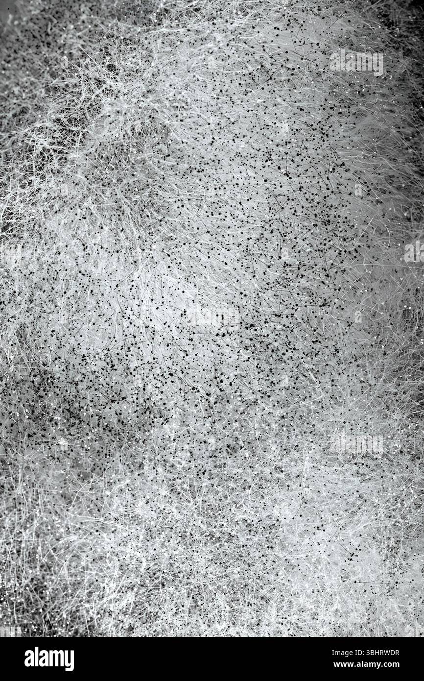 Mycelium network hi-res stock photography and images - Alamy