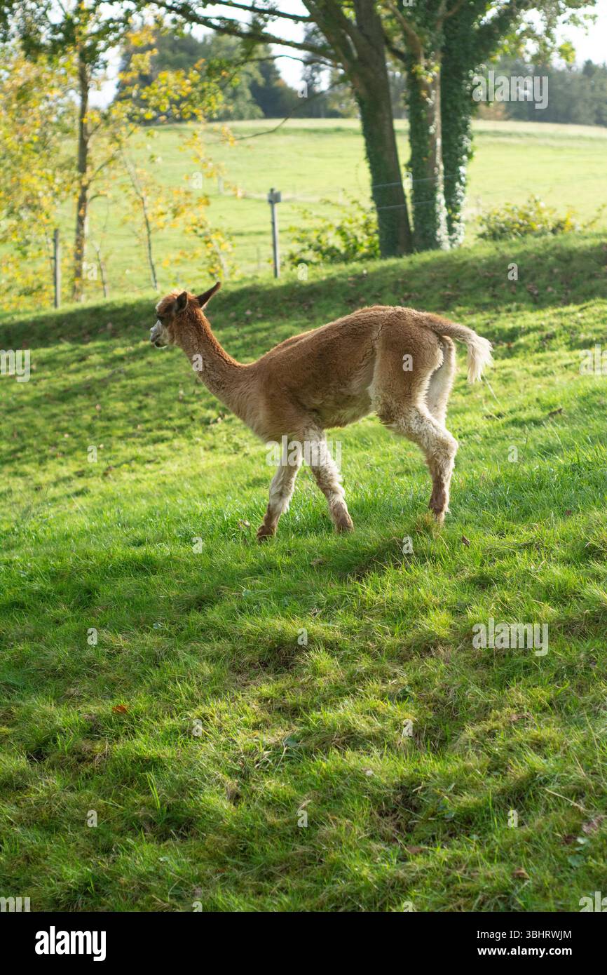 Llama walks across green meadow hi-res stock photography and images - Alamy