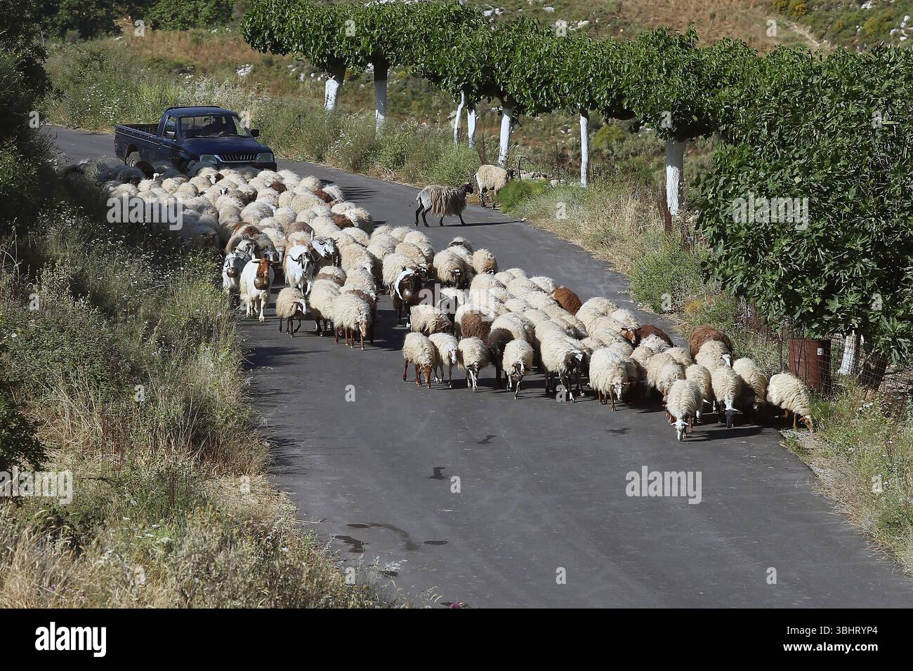 06.06.2025 , xsvx, Reise Urlaub, Griechenland Kreta emwir, v.l. Symbolbild Schafe Schaf Ziege ...