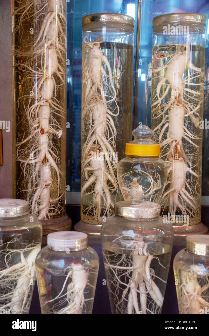 White Korean ginseng roots preserved in tall glass jars filled with ...