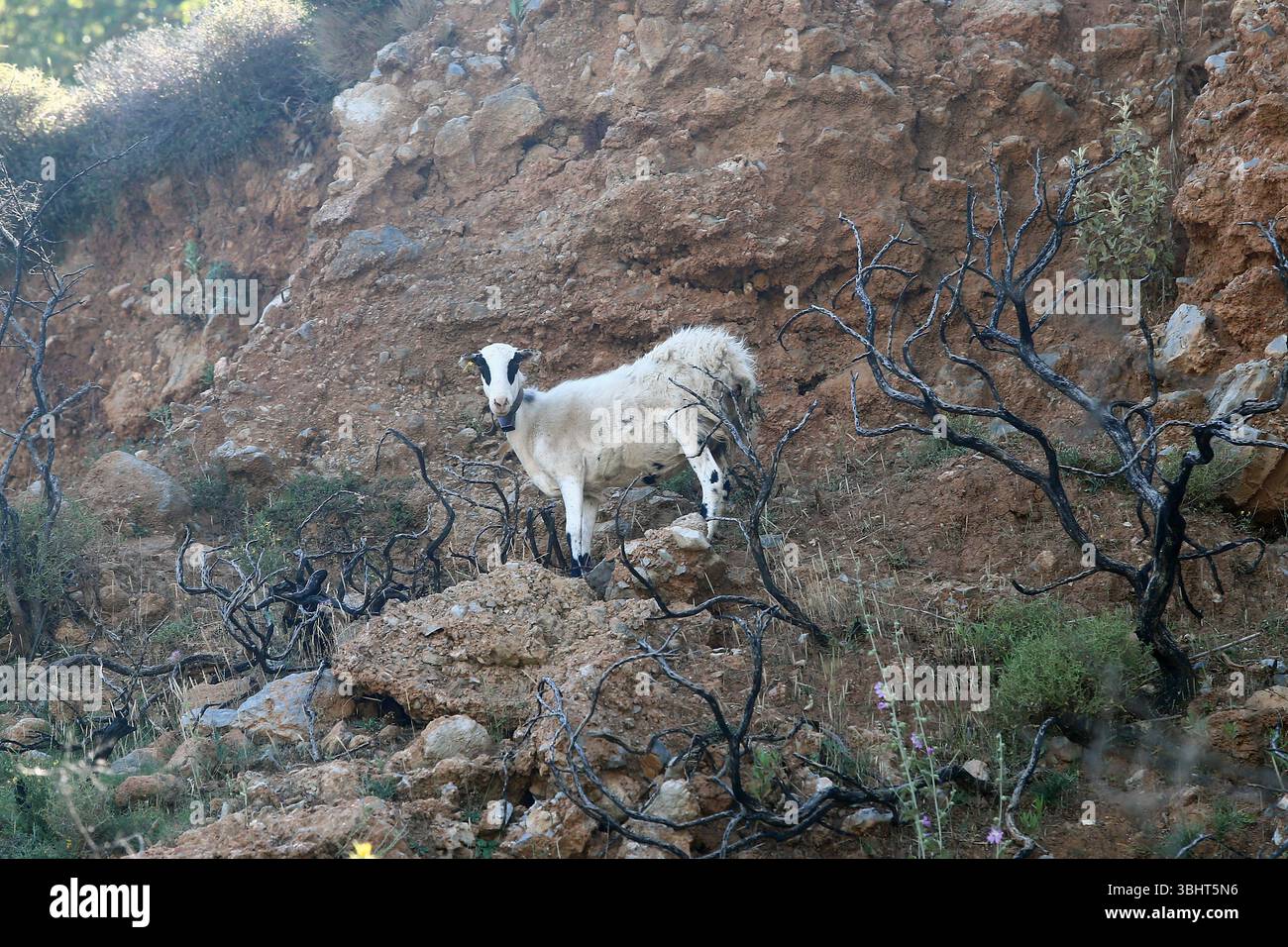 10.06.2025 , xsvx, Reise Urlaub, Griechenland Kreta emwir, v.l ...