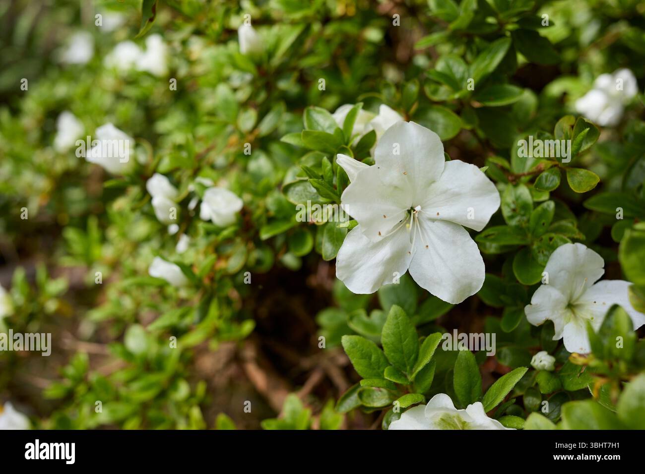 Azalea pot plant hi-res stock photography and images - Alamy