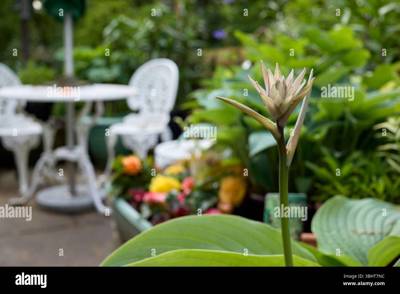 Growing in a terracota pot, a Giant Hosta flower head appears through ...