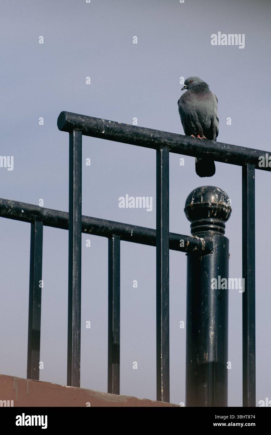 Indian rock pigeons (Columba livia) perched on rooftop railing and ...