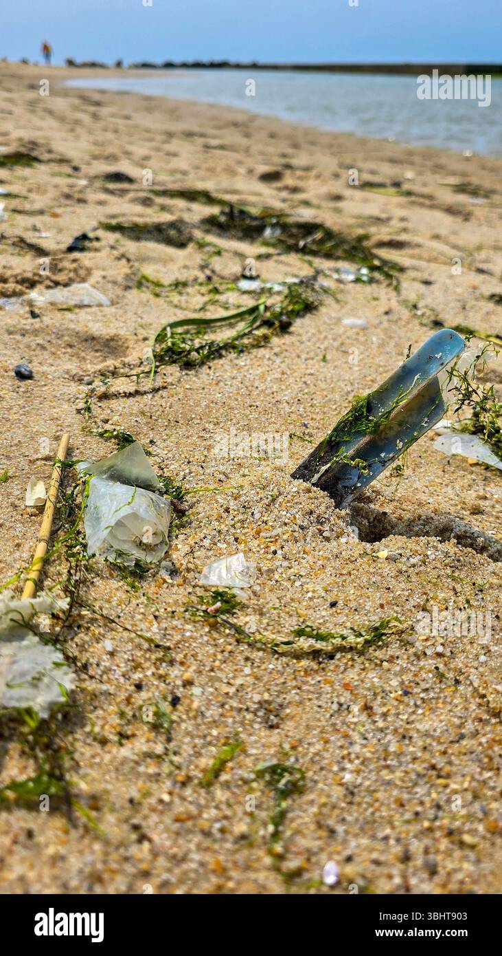 White and blue plastic pollution and green algae on the sand beach of ...