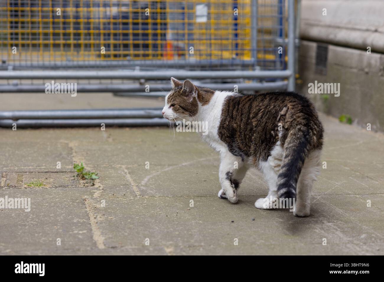 London, UK. 11 JUN, 2025. Larry the cat patrols around as the Cabinet ...