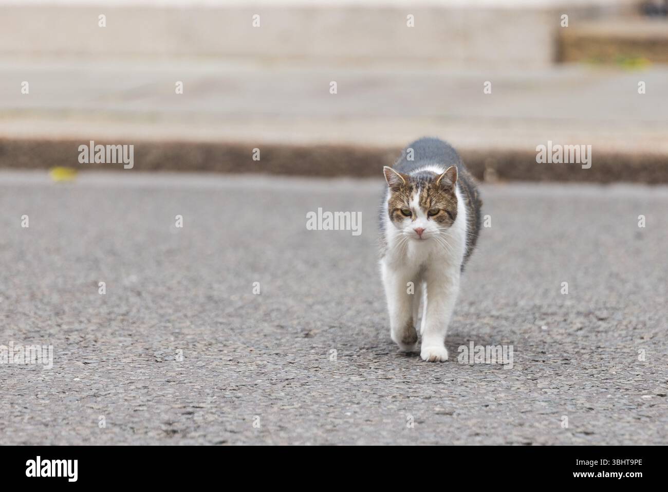 London, UK. 11 JUN, 2025. Larry the cat patrols around as the Cabinet ...