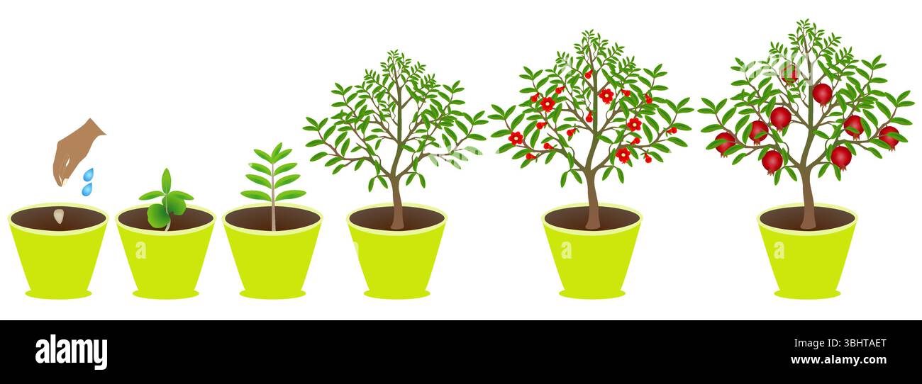 Growth cycle of pomegranate plant in a pot on white background Stock ...