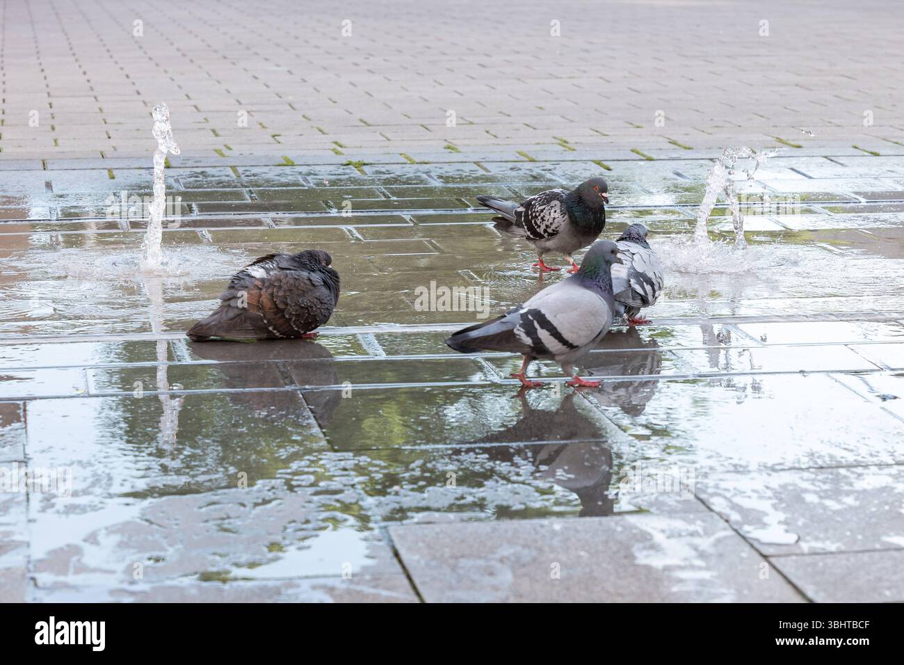 Tauben am Brunnen Alltagsszene in Limburg 11.06.25, Limburg: Symbolfoto ...