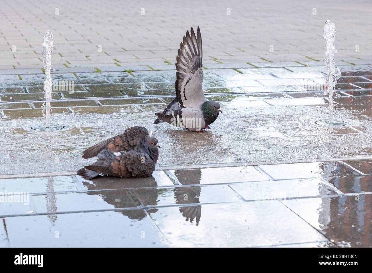Tauben am Brunnen Alltagsszene in Limburg 11.06.25, Limburg: Symbolfoto ...