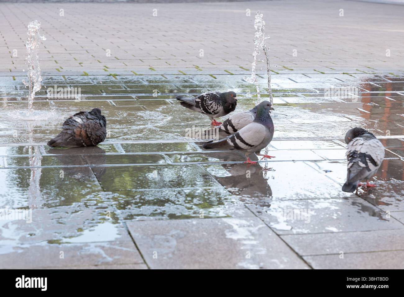 Tauben am Brunnen Alltagsszene in Limburg 11.06.25, Limburg: Symbolfoto ...