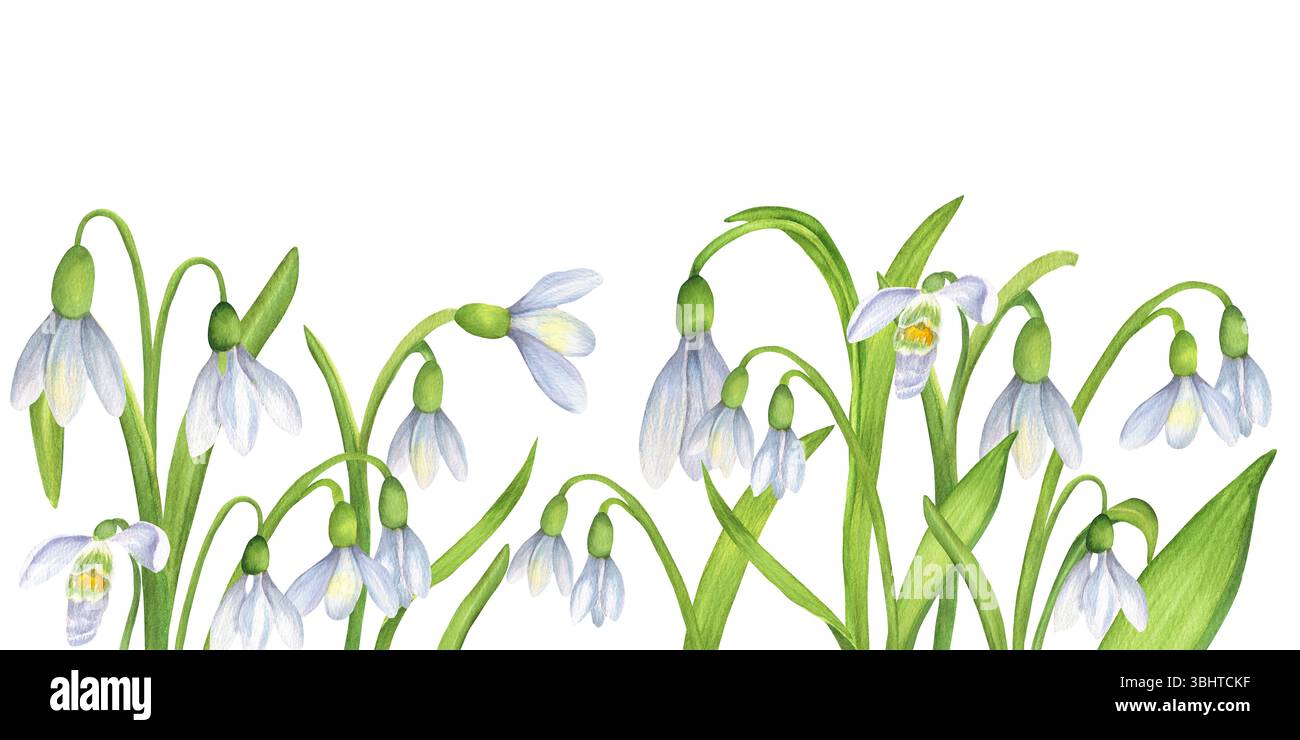 Seamless floral border with white snowdrops flowers. Springtime ...