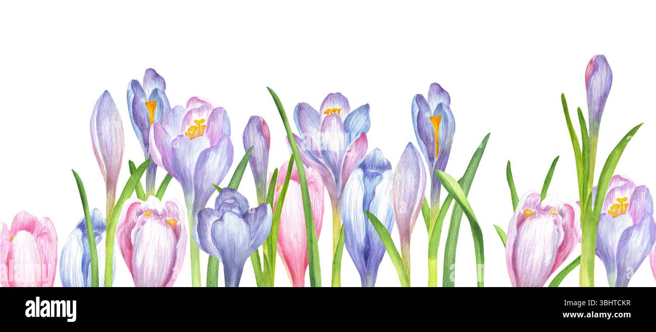 Seamless border of soft purple, blue and pink crocus flowers and green ...