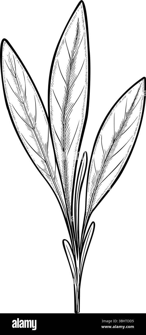 Vector illustration of Sage herb in outline style. Linear engraving of ...