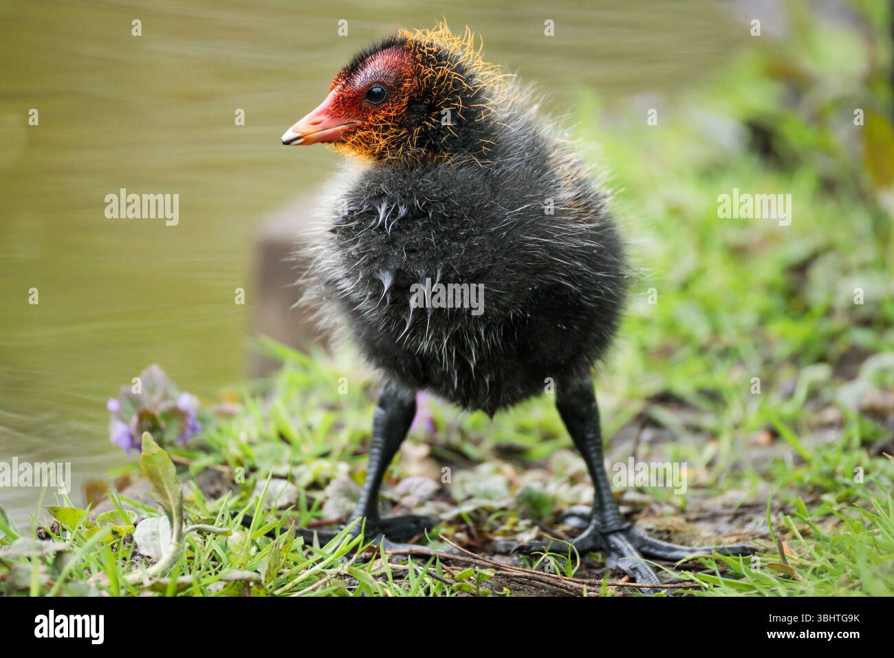 Side view of a Eurasian coot chick (Fulica atra) on the grassy ...