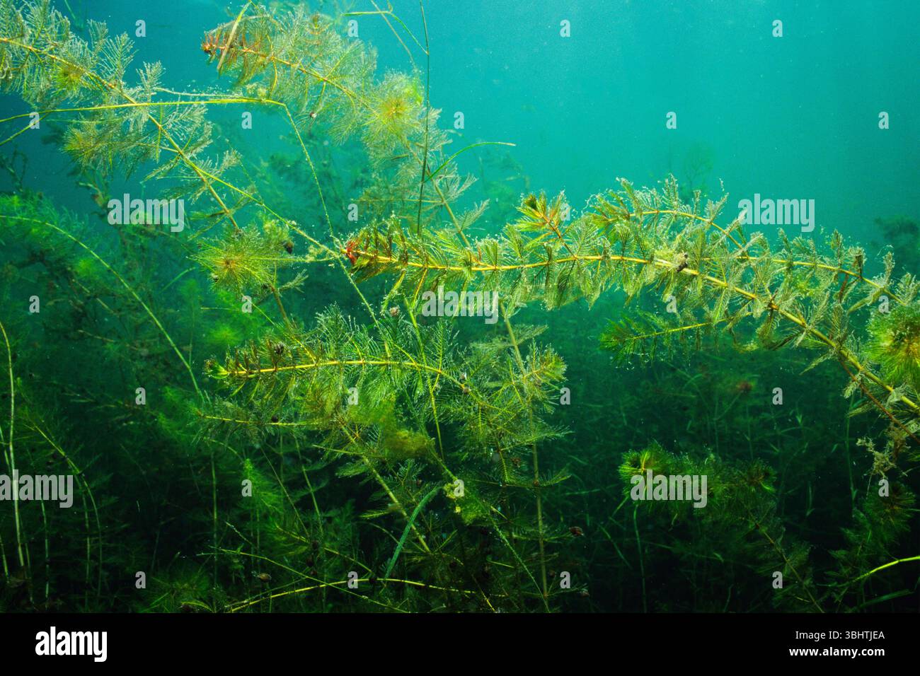 Invasive water plant, Eurasian water-milfoil, underwater in the St. Lawrence River Stock Photo ...