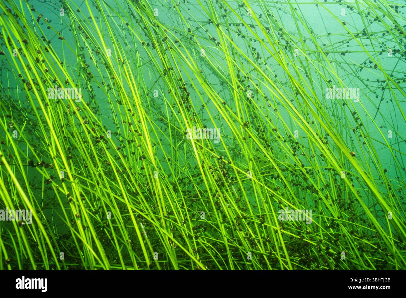 Mud Bithynia snails clinging to aquatic freshwater plants in the ...