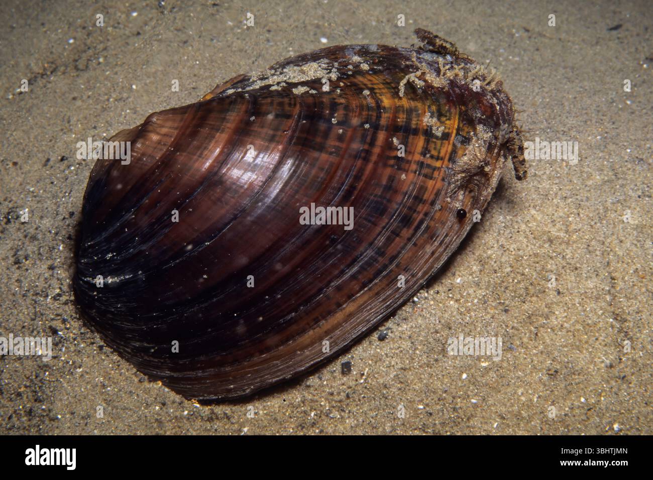 Alasmidonta undulata hi-res stock photography and images - Alamy