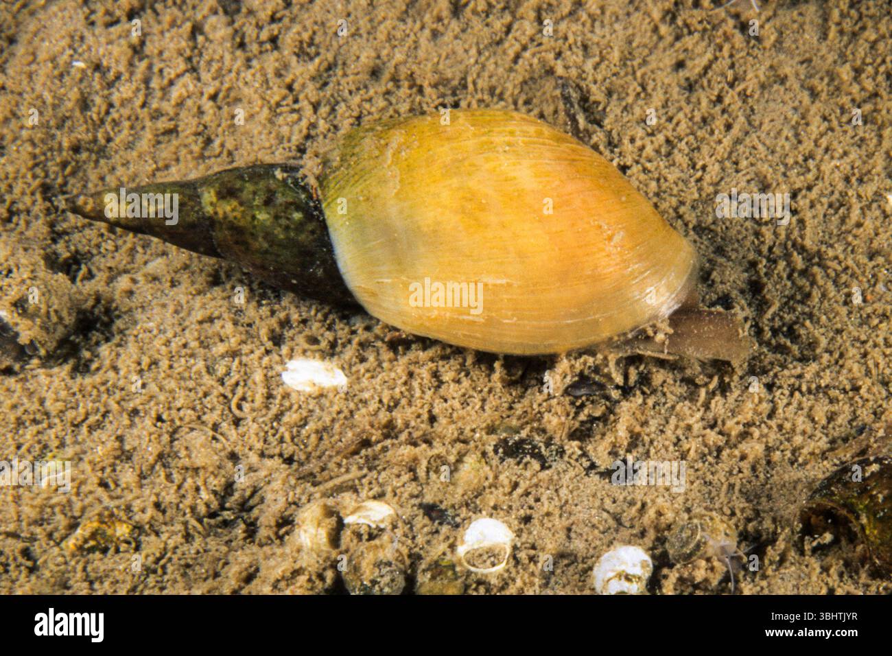 Lymnaea stagnalis jugularis hi-res stock photography and images - Alamy