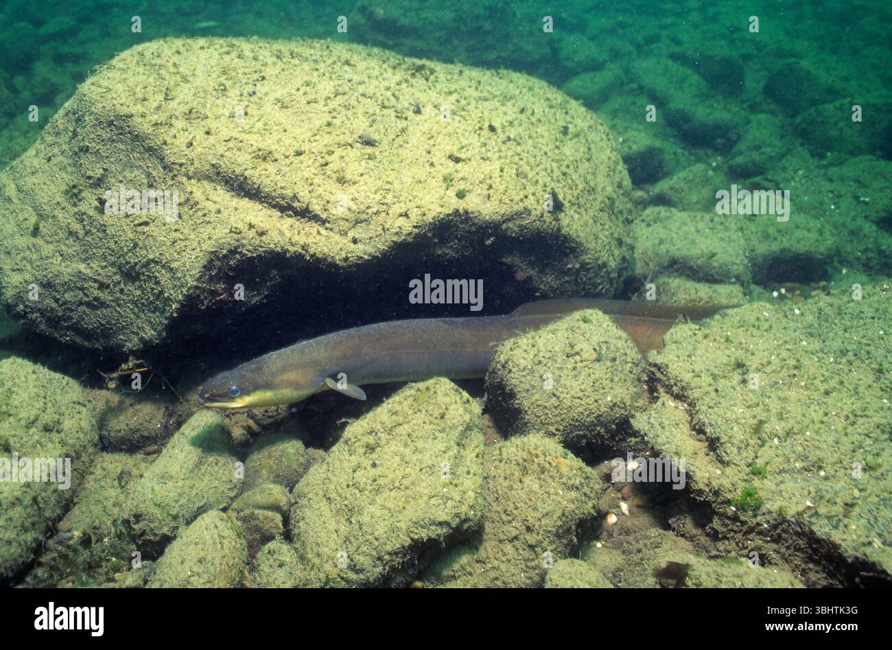 American eel fish underwater in the St. Lawrence River Stock Photo - Alamy