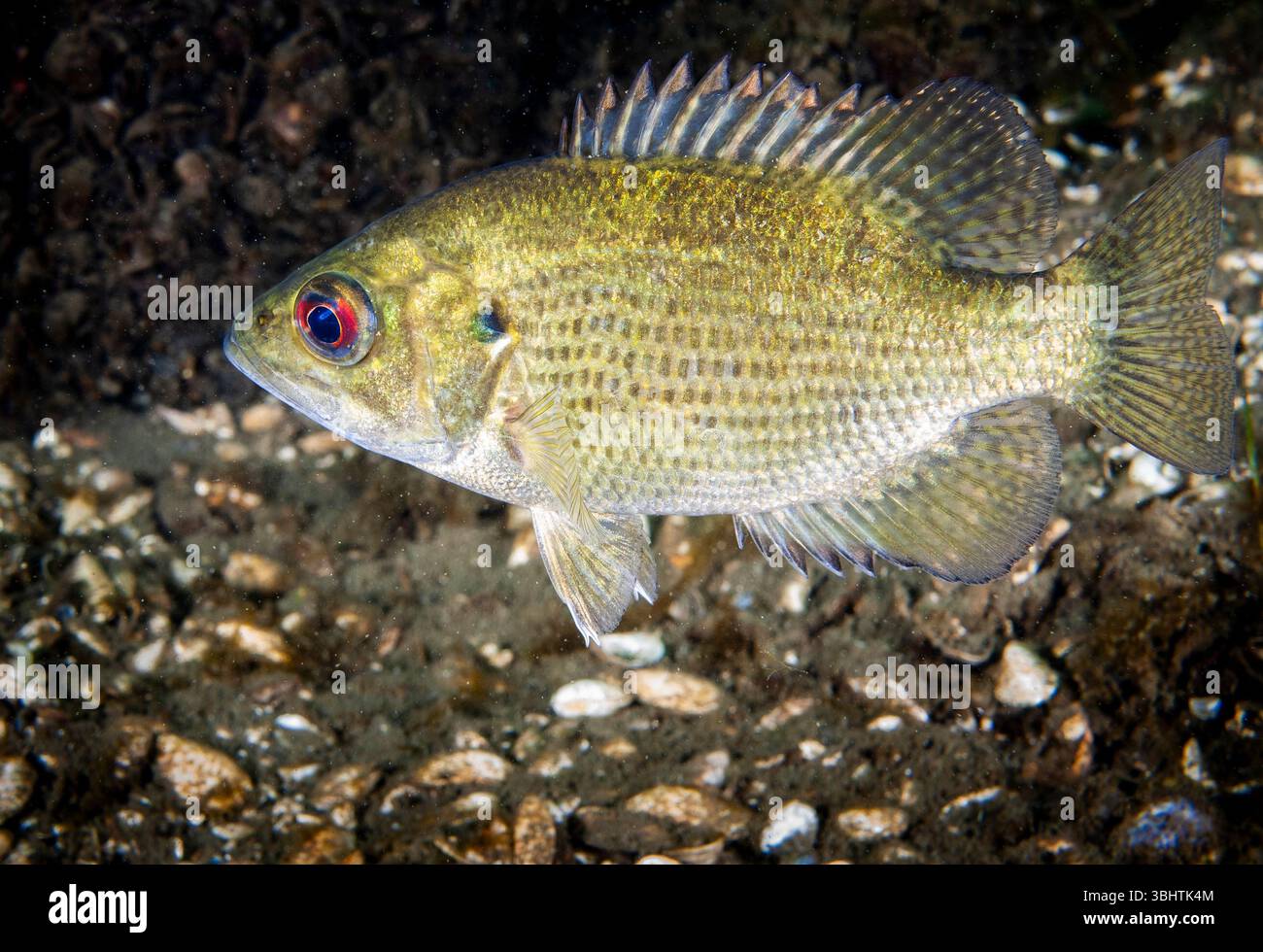 During summer, Rock Bass fish, underwater, in the St. Lawrence River ...