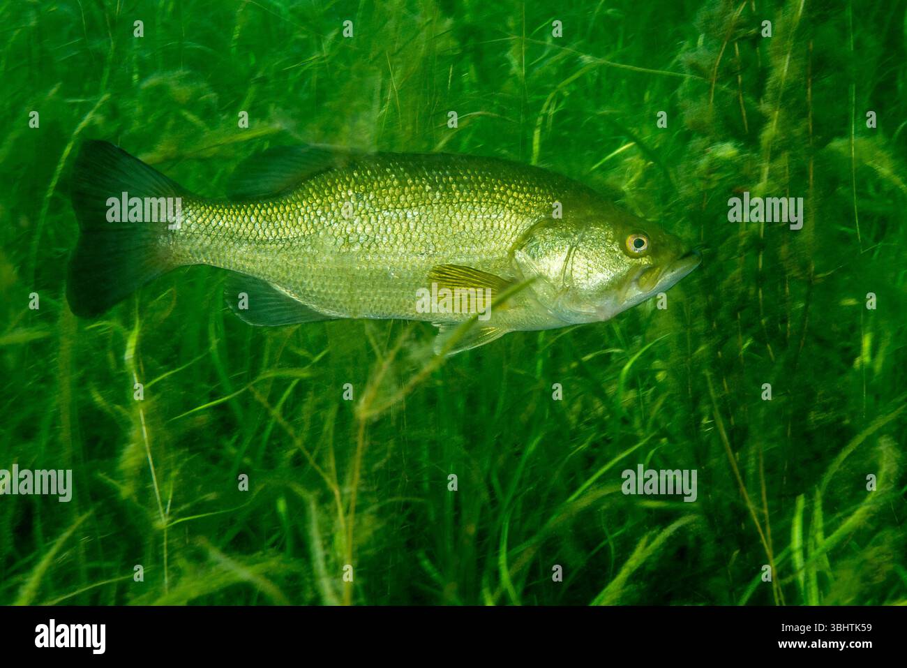 During summer, Largemouth Bass and lush aquatic plants, underwater, in ...