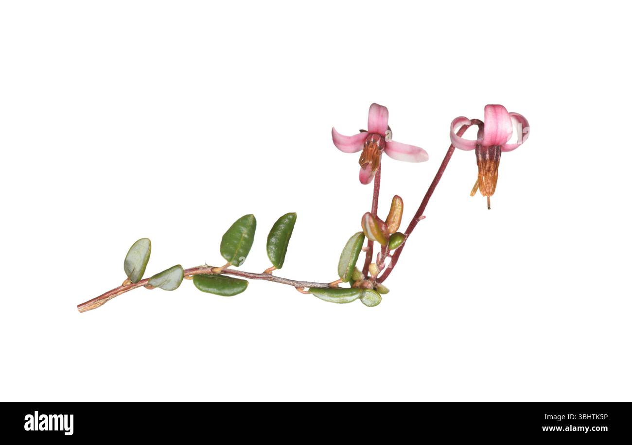 Cranberry - Vaccinium oxycoccus Stock Photo - Alamy