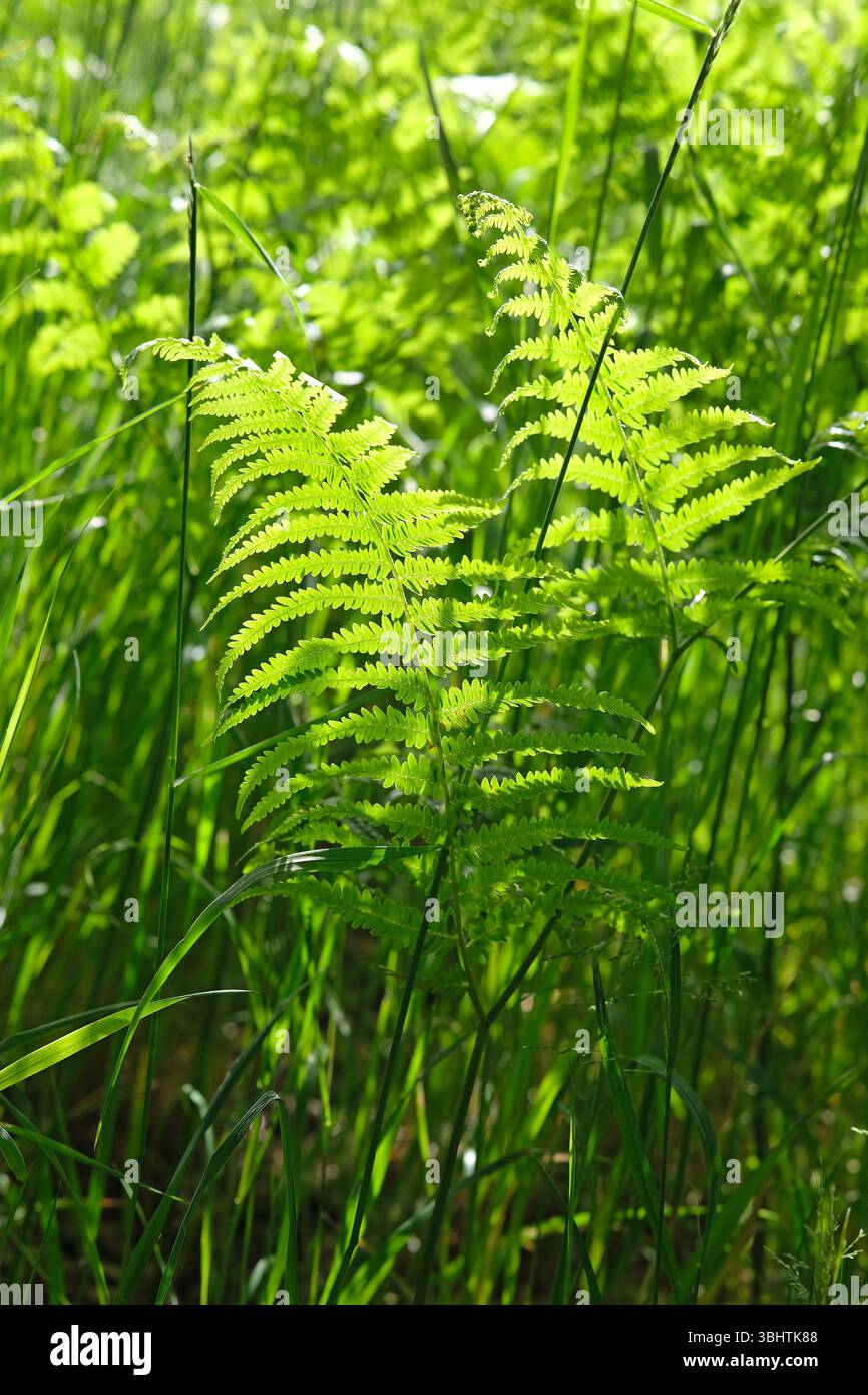 backlit common fern in countryside environment, norfolk, england Stock ...