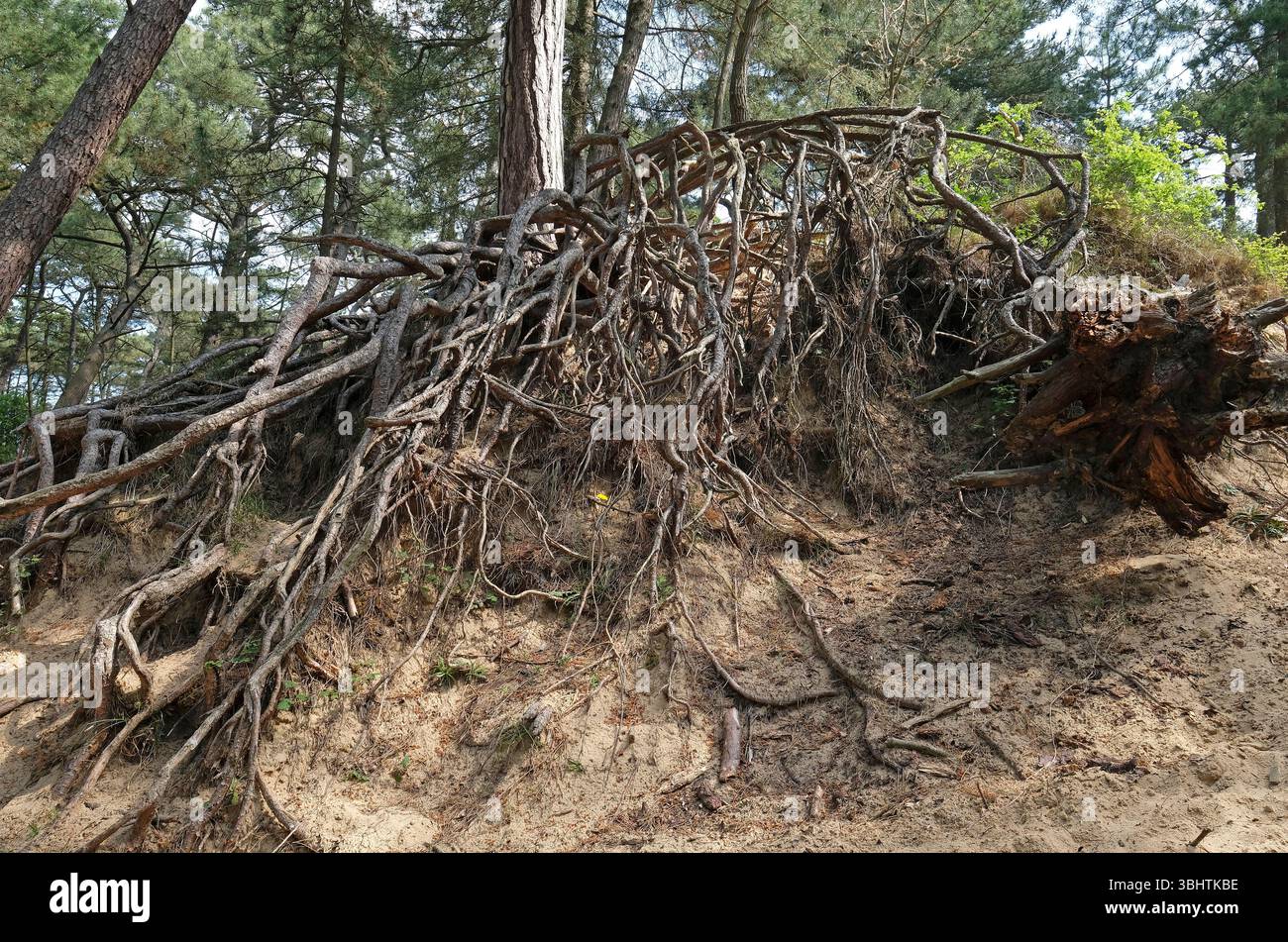 exposed tree roots, holkham pine woods, north norfolk, england Stock ...