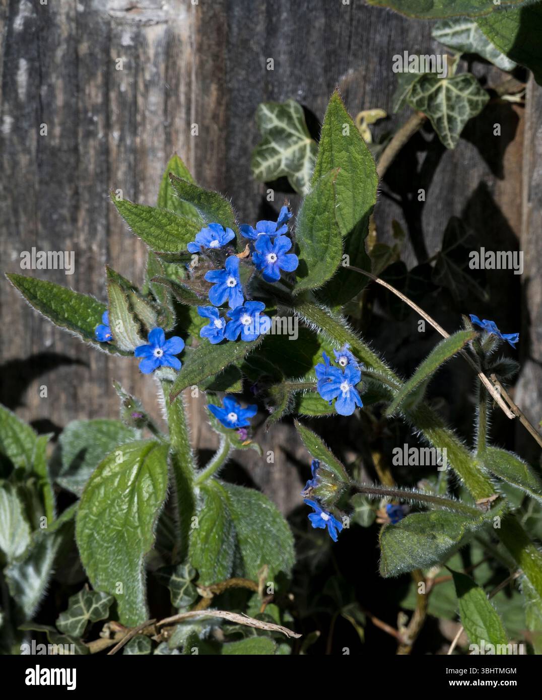 Green Alkanet blue flowers Stock Photo - Alamy