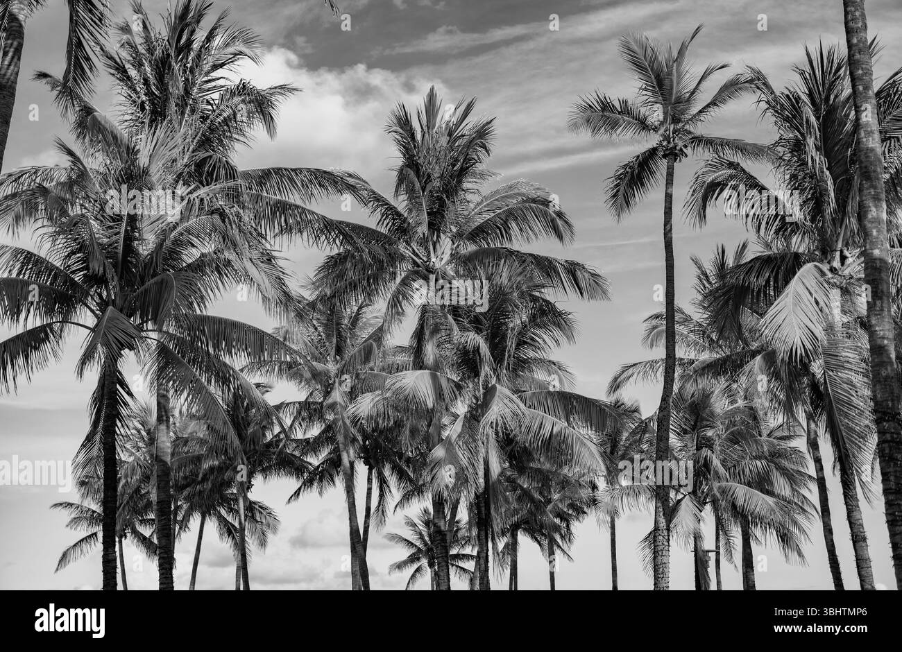 Tropical summer vacation. Exotic nature. Palm tree. Summer vacation in ...