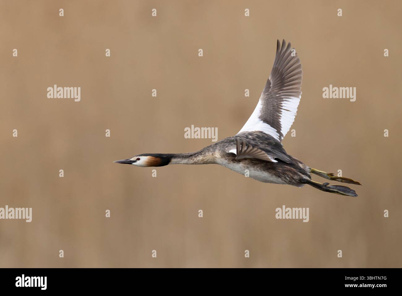 Adult great crested grebe (podiceps cristatus) in breeding plumage in ...
