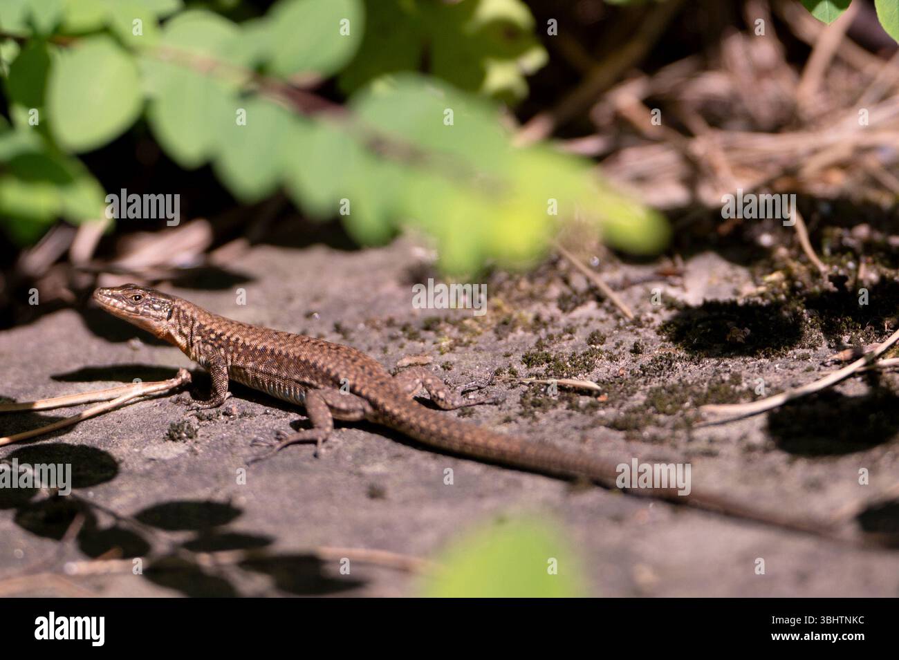 Stuttgart, Germany. 11th June, 2025. A lizard rests on a stone. Credit ...