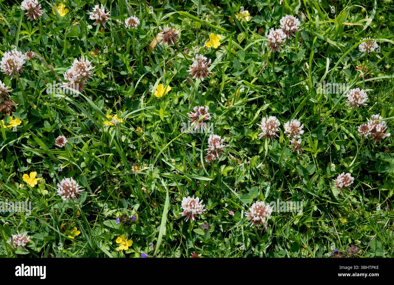 Roadside verge wildflowers, Warwickshire, UK Stock Photo - Alamy