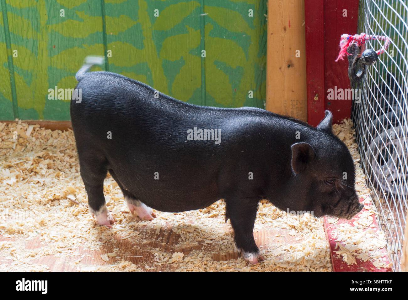 Black pot bellied pig behind a metallic fence in a zoo Stock Photo - Alamy