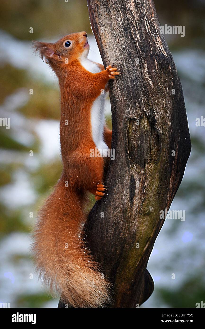 Beautiful eurasian red squirrel hi-res stock photography and images - Alamy