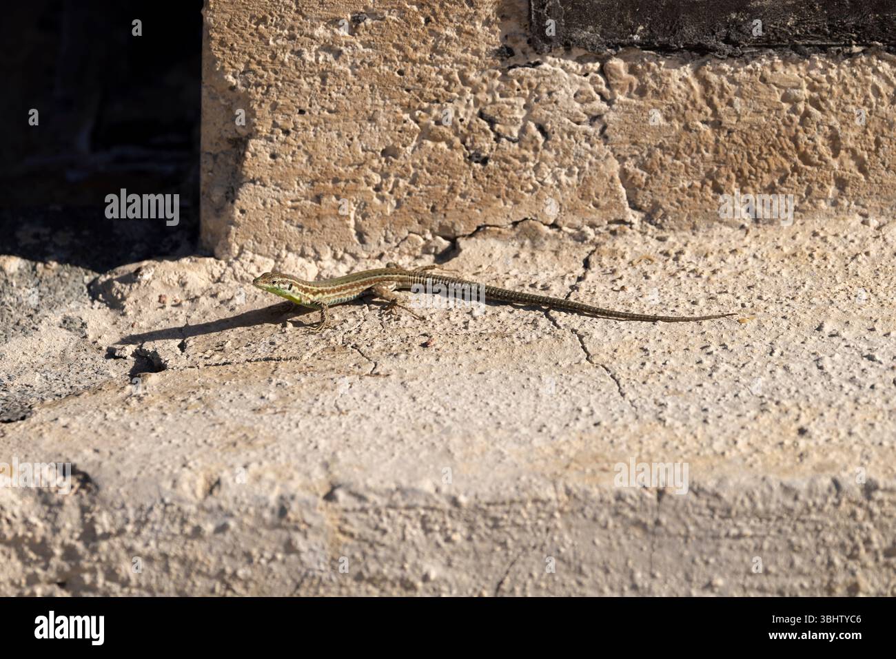 Maltese wall lizard Podarcis filfolensis maltensis, resting on wall ...