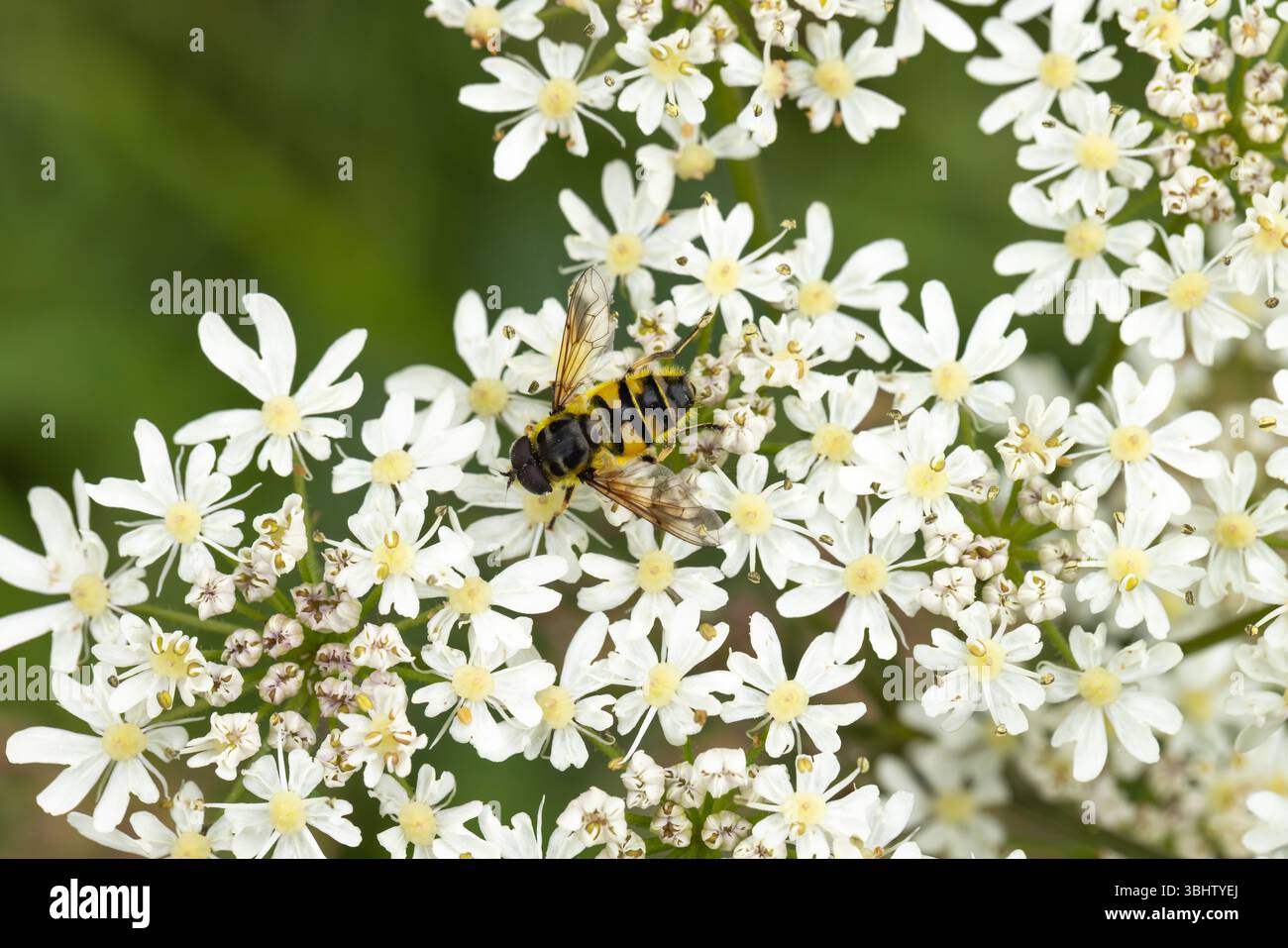 Batman hoverfly Myathropa florea, female nectaring on Hogweed Heracleum ...
