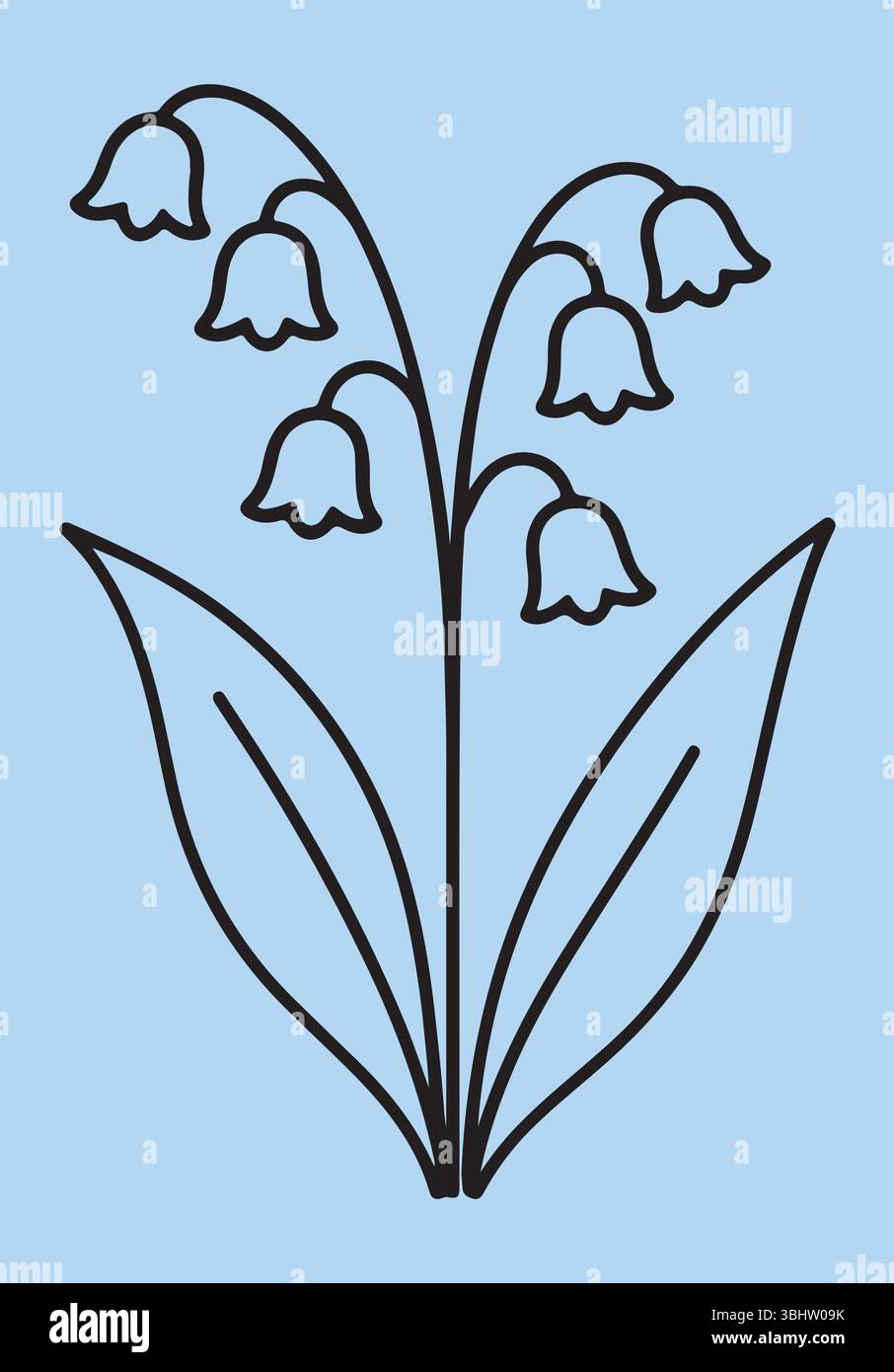 Simple line drawing of lily of the valley flowers Stock Vector Image ...