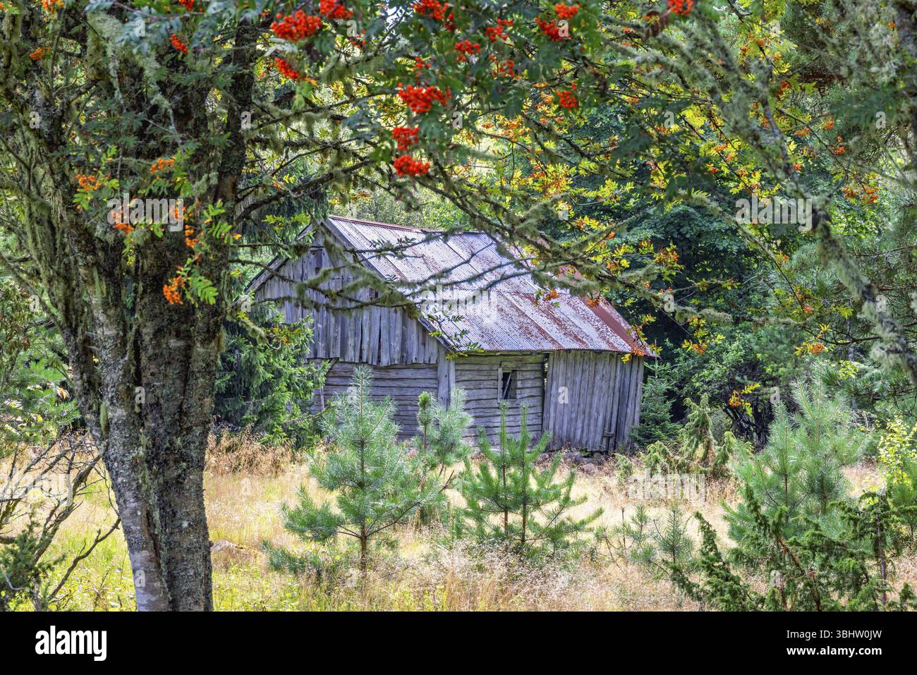 Old wooden barn built of logs at the edge of the forest by a rowan tree ...
