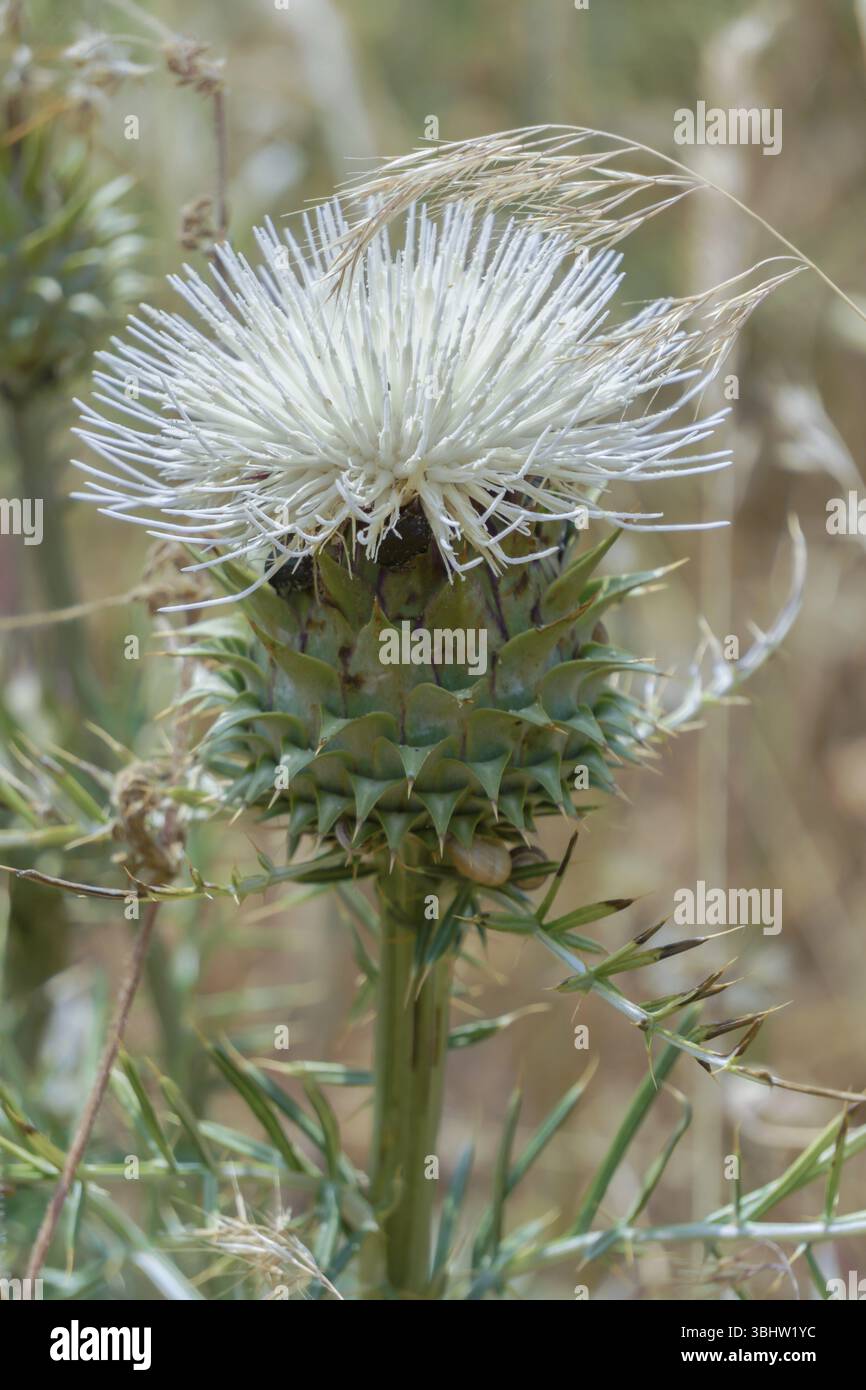 Close-up of a flowering milk thistle (Silybum marianum) with pointed ...